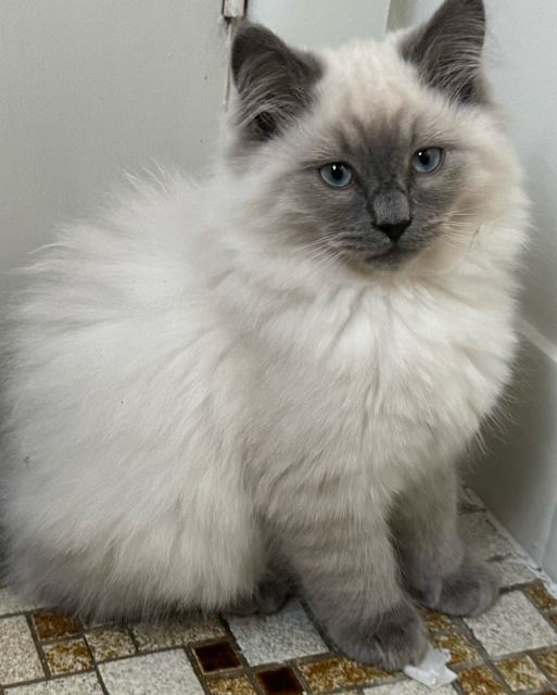 Purebred Male & Female Ragdoll Kittens 🐱 | Cats & Kittens | Gumtree ...