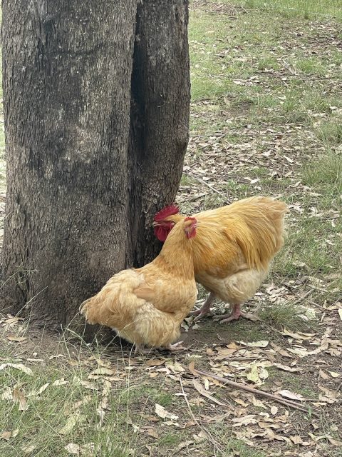 Buff Orpington - chicks, pullets, POL, cockerels, roosters | Livestock ...