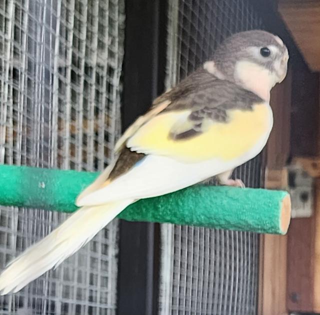 23 x Bourke Parrots - Wild, Pied, Pink, Cream, Rosa | Birds | Gumtree ...