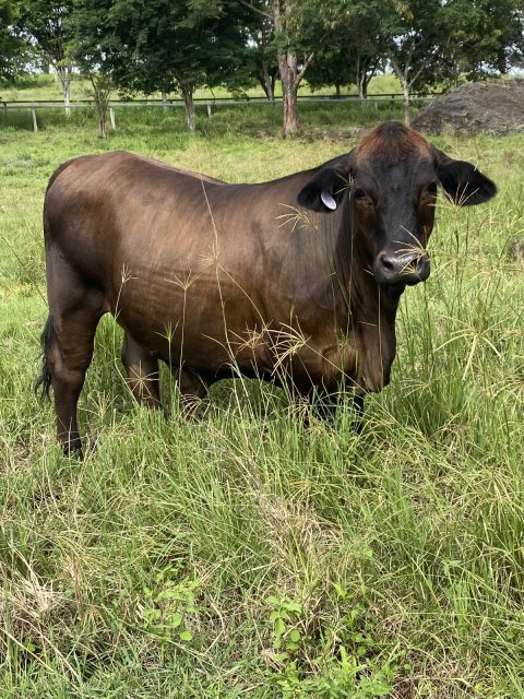 Angus x droughtmaster steers | Livestock | Gumtree Australia Ipswich ...