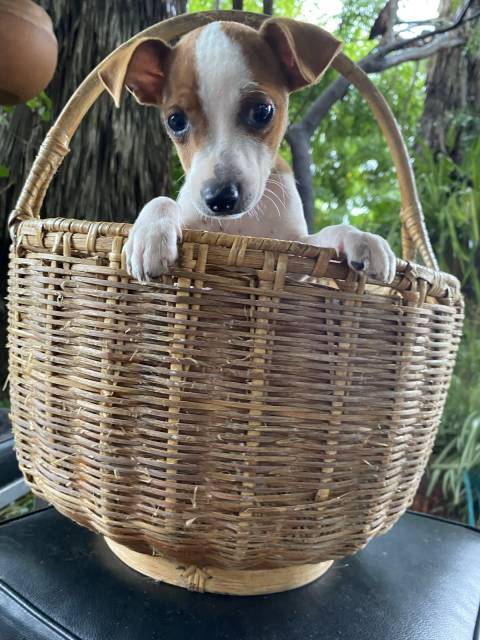 Purebred miniature Foxies | Dogs & Puppies | Gumtree Australia ...