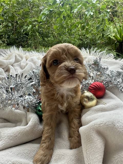 1 Girl Left! Cavoodle cross puppies | Dogs & Puppies | Gumtree ...