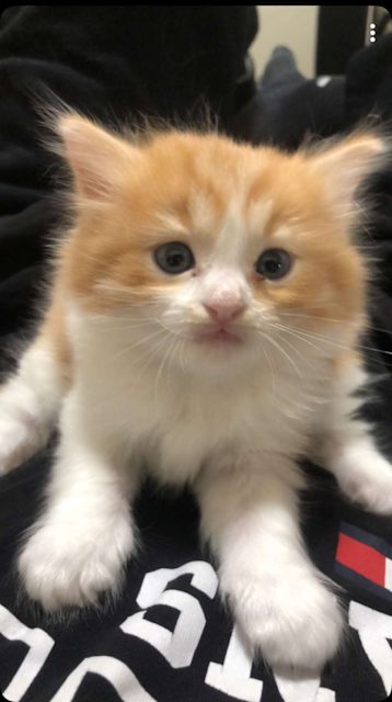 2 ragdoll manx kittens | Cats & Kittens | Gumtree Australia ...