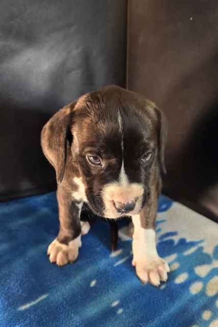 NEO x WOLFHOUND PUPPIES | Dogs & Puppies | Gumtree Australia Caboolture ...