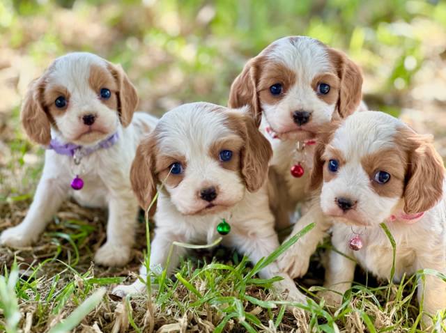 King Charles Cavalier Puppies - Pure Bred - DNA Clear | Dogs & Puppies ...