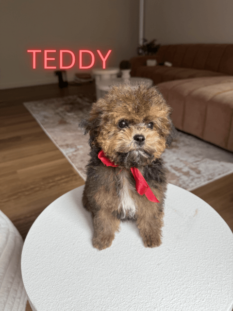 Exquisite Toy Shmoodle Puppies | Dogs & Puppies | Gumtree Australia ...