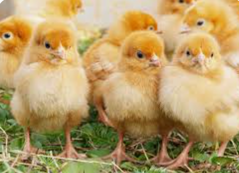 Hyline Chicks - Guaranteed Female, Hens, Pullets - The best egg layer ...