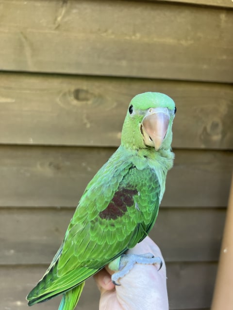 Hand-Raised alexandrine parrots | Birds | Gumtree Australia Toowoomba ...