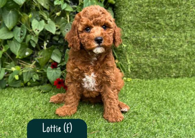 STUNNING Ruby Red Cavoodle Pups - Available Now | Dogs & Puppies ...