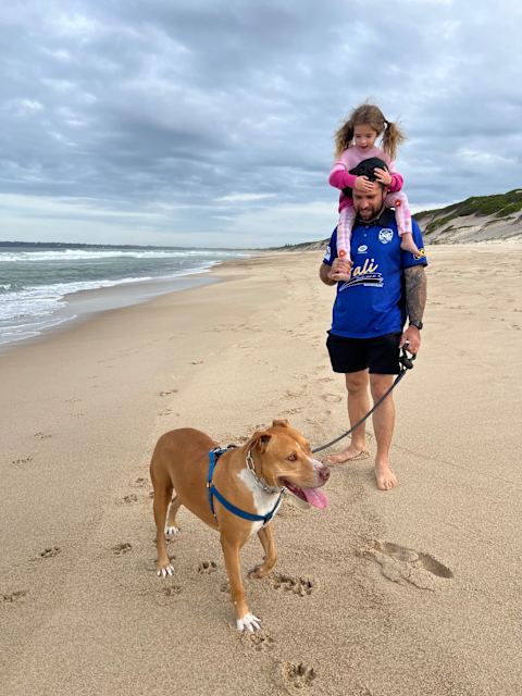 Dog American staffy cross | Dogs & Puppies | Gumtree Australia Wyong ...