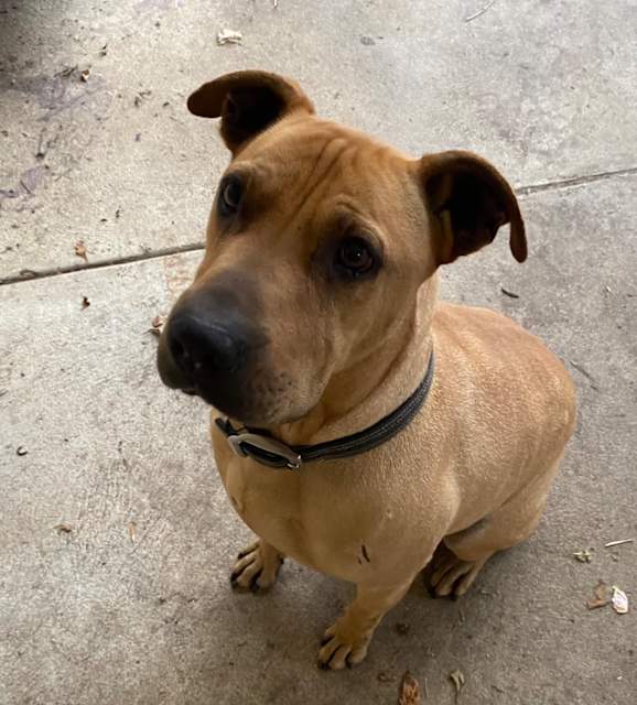 Bull mastiff x bull terrier x 2 | Dogs & Puppies | Gumtree Australia ...