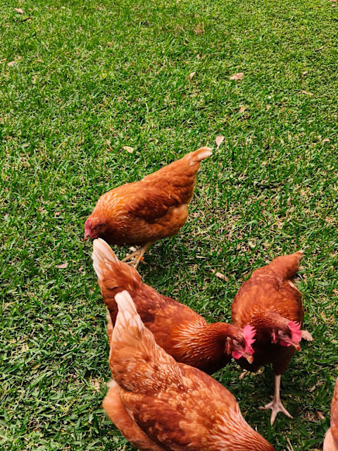 Isa Brown Pullets | Livestock | Gumtree Australia Hornsby Area ...