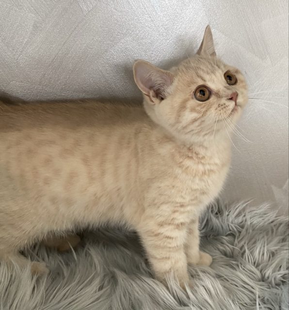 Pedigree British Shorthair READY TO GO | Cats & Kittens | Gumtree ...