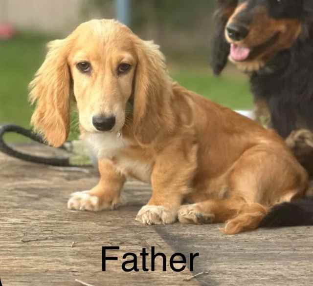 Miniature Dachshund Puppies | Dogs & Puppies | Gumtree Australia Banana ...