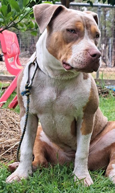 American Bully Female ABKC Registered | Dogs & Puppies | Gumtree ...