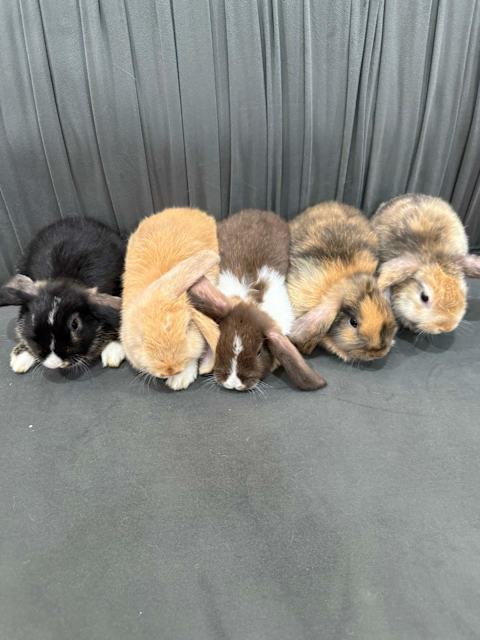 Pure Breed Mini Lop Rabbits are Looking For Their Forever Home ...