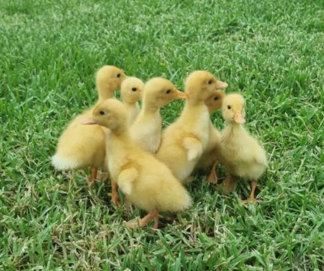 Mallard ducklings - one week old | Birds | Gumtree Australia Toowoomba ...