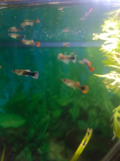 colourful Guppies | Fish | Gumtree Australia Ipswich City - Raceview ...