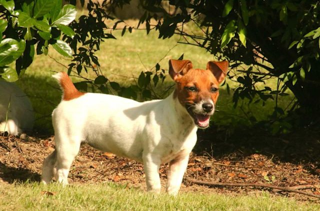 6 month old stumpy female Jack Russell | Dogs & Puppies | Gumtree ...