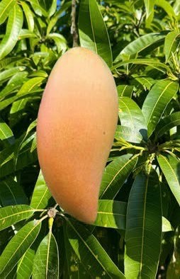 Grafted Nam Doc Mai mango tree - Plants in Lakemba NSW | Gumtree Australia