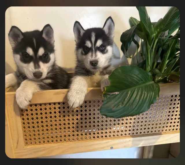 Sabrina Husky Puppies | Dogs & Puppies | Gumtree Australia Junee Area ...