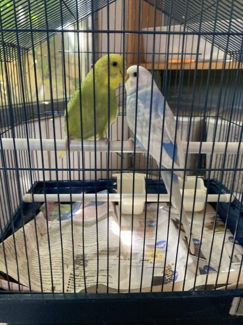 Young budgies | Birds | Gumtree Australia Whittlesea Area - Lalor ...