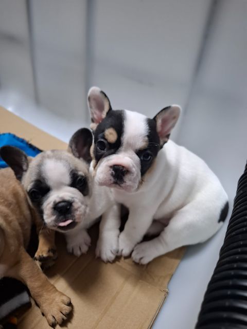 Ready now - French Bulldog Puppies | Dogs & Puppies | Gumtree Australia ...