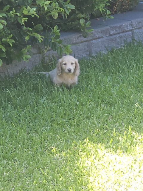 blue based ee cream | Dogs & Puppies | Gumtree Australia Gosford Area ...