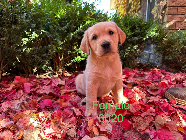Golden Retriever X Labrador (Goldador) Puppies | Dogs & Puppies ...