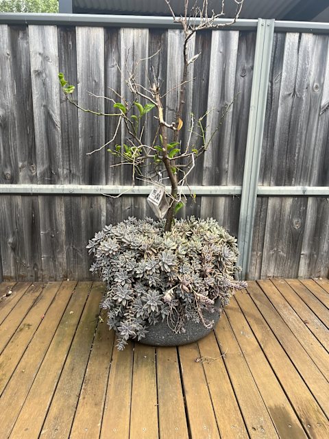 Two Lemon pots with healthy lemon plants. - Pots & Garden Beds in ...