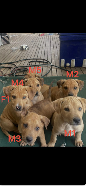 Kelpie, Koolie x Mastiff, Ridgeback | Dogs & Puppies | Gumtree ...