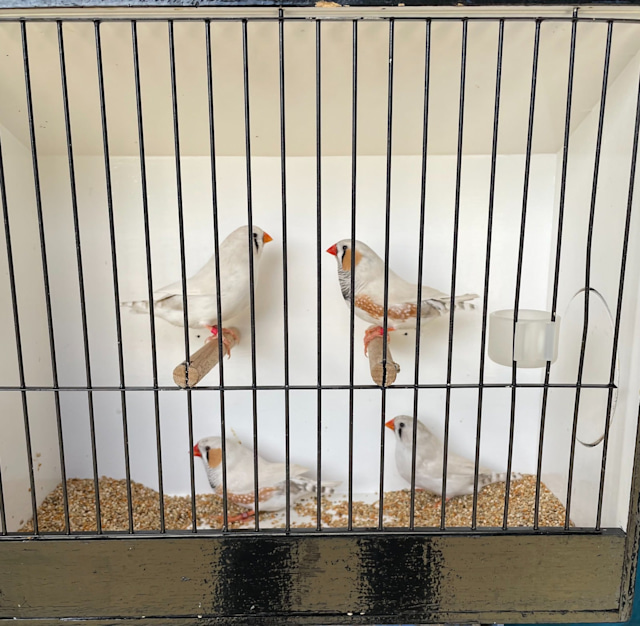 zebra finches- From Show Bred Stock | Birds | Gumtree Australia Casey ...
