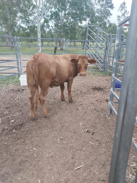 Charbray Heifers x 2 | Livestock | Gumtree Australia South Burnett Area ...