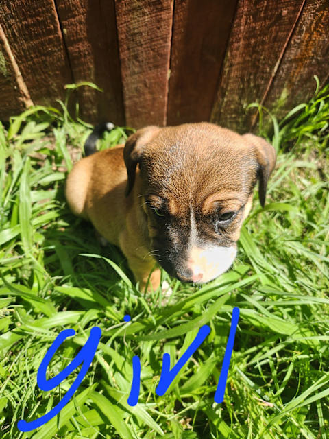 neo mastiff Cross puppies | Dogs & Puppies | Gumtree Australia Ipswich ...