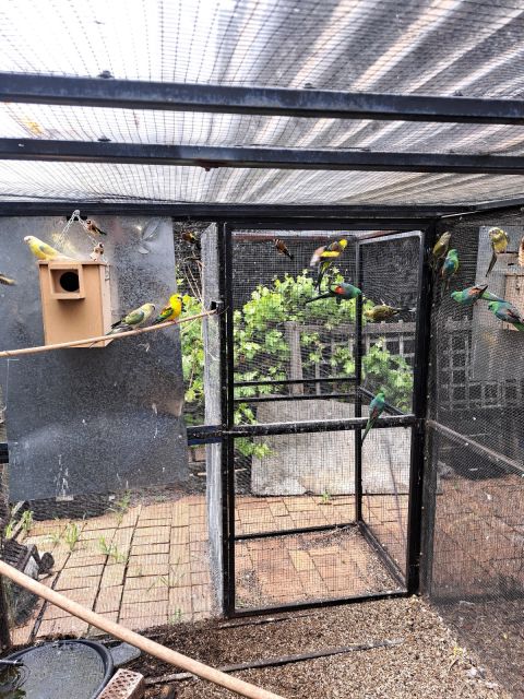 Red rump parrots , Japanese quail , king quail & gold finches | Birds ...