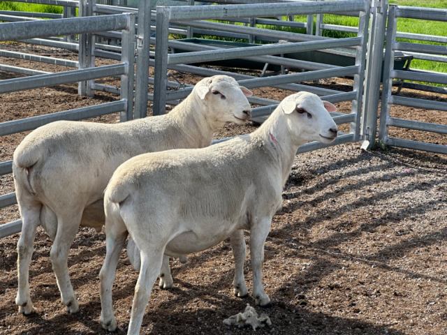 AWSBA Australian White Rams | Livestock | Gumtree Australia Upper ...