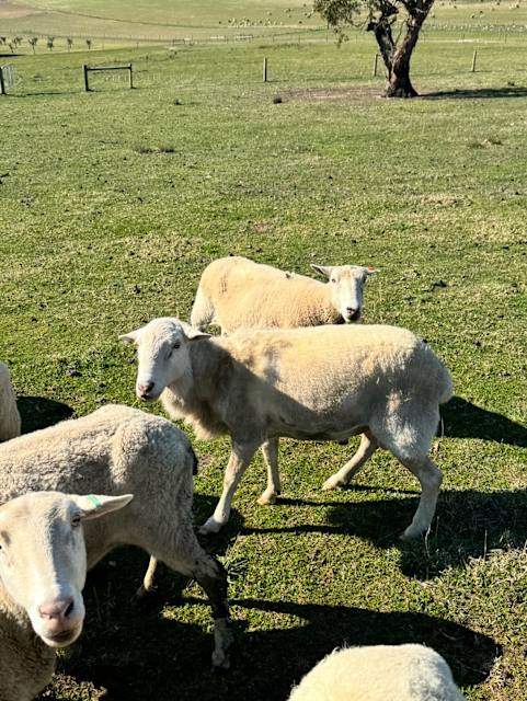 4 year old Aussie White Ram | Livestock | Gumtree Australia Geelong ...
