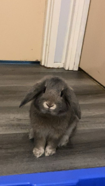 Male Grey Mini Lop Rabbit | Rabbits | Gumtree Australia Blue Mountains ...