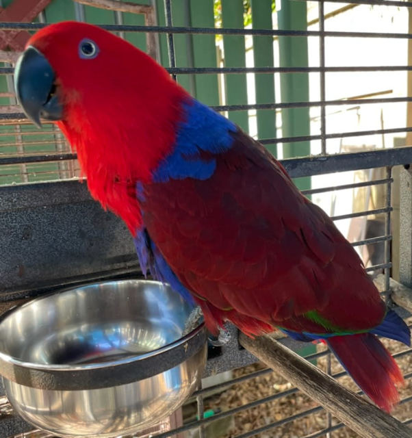 Eclectus Parrots to a good Home | Birds | Gumtree Australia Redland ...