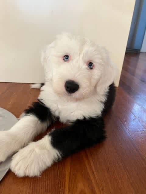 🐶🐶 Old English sheepdog x Sheepadoodle pup | Dogs & Puppies | Gumtree ...