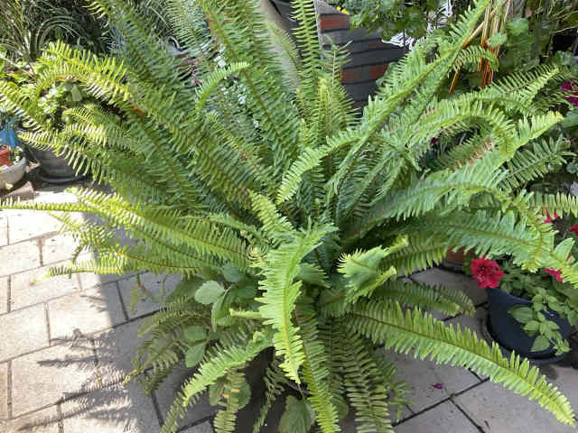 Plants fern cacti succulents - Plants in Munno Para West SA | Gumtree ...