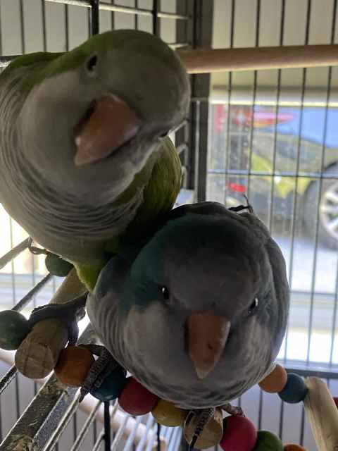 Quaker Parrots Breeding Pairs & flight cage | Birds | Gumtree Australia ...