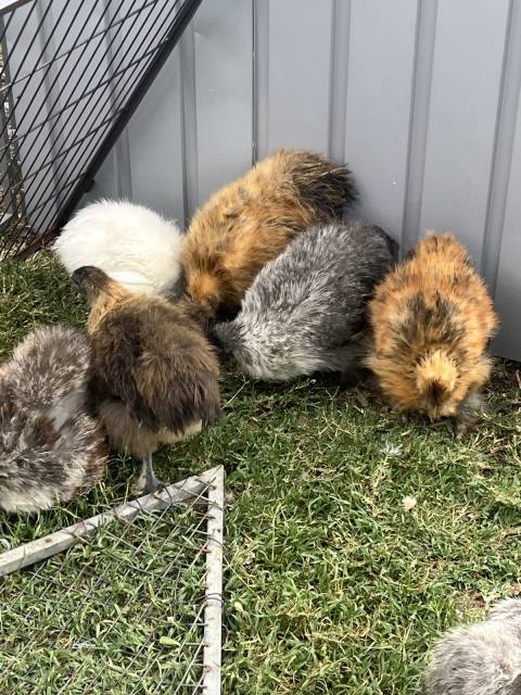 Silkie, laying Hens, Pullets, Lots Chooks | Livestock | Gumtree ...