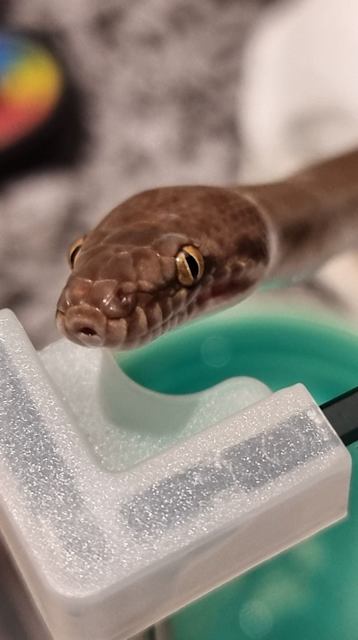 Childrens Python and snake enclosure | Reptiles & Amphibians | Gumtree ...