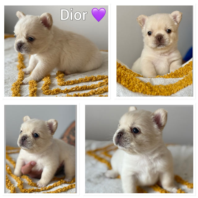 Fluffy french bulldogs | Dogs & Puppies | Gumtree Australia ...