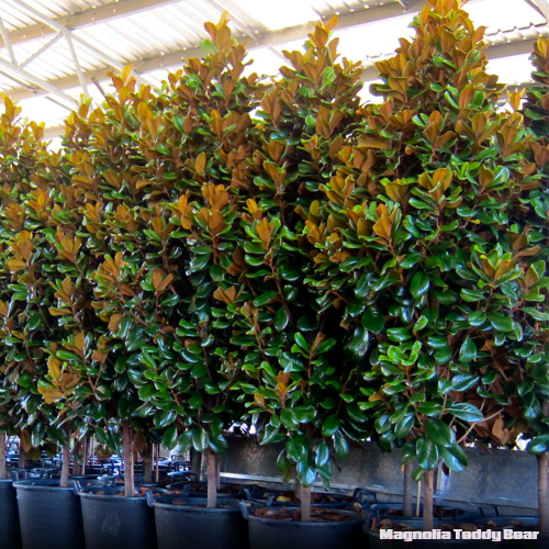 MAGNOLIAS plus OTHER WONDERFUL PLANTS at the BEST PRICES - Plants in ...
