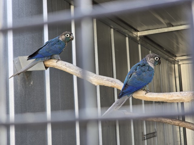 Violet Cheek Conures available Young, Proven Breeders and pied | Birds ...
