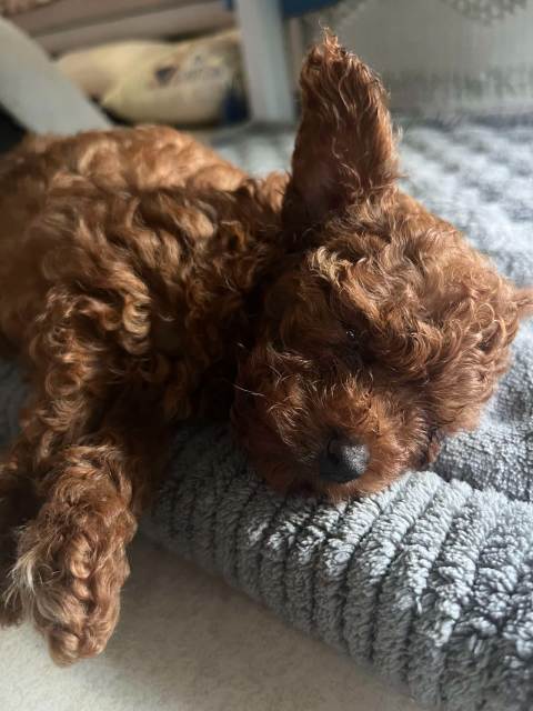 Tea Cup Poodle puppy and 3 mature poodles seeking forever homes | Dogs ...