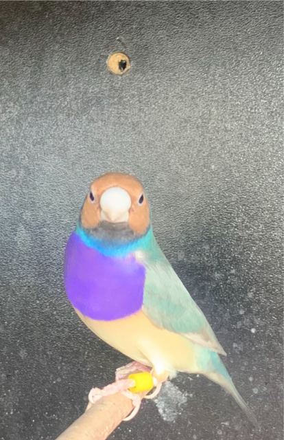GOULDIAN | Birds | Gumtree Australia Darebin Area - Preston | 1331708348