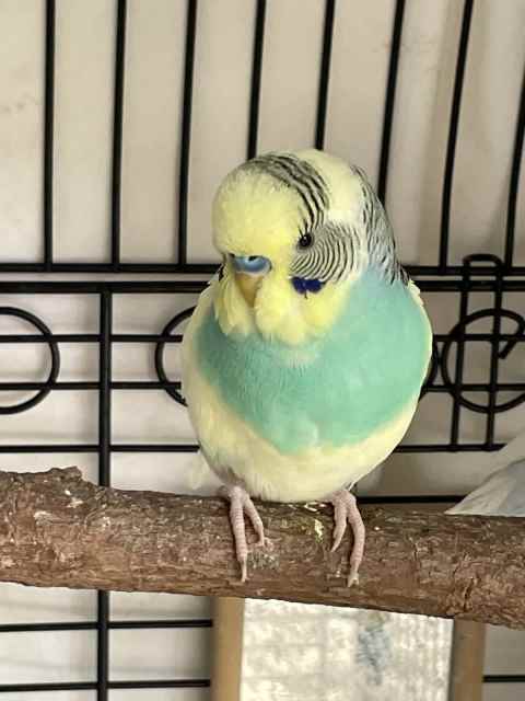 Breeding pair budgies | Birds | Gumtree Australia Macedon Ranges ...